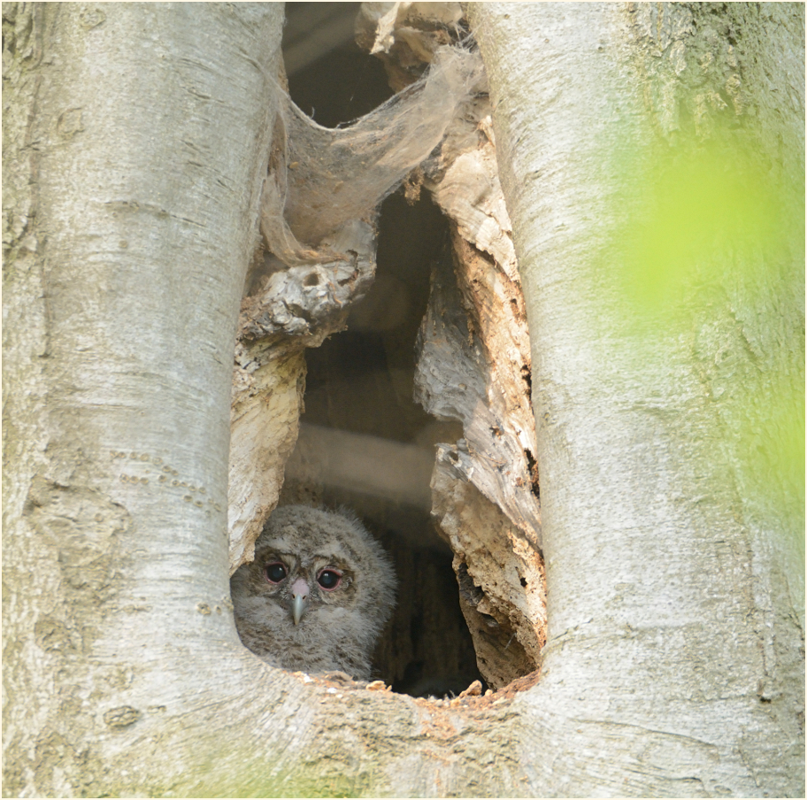 neugierig Foto & Bild | tiere, wildlife, wild lebende vögel Bilder auf ...