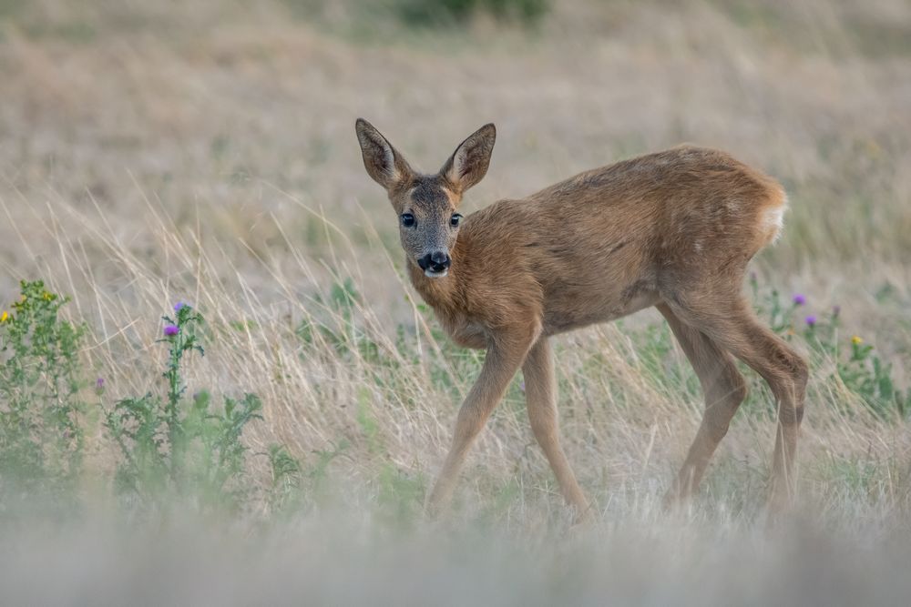 Neugierig ... Foto & Bild | fotos, outdoor, natur Bilder auf fotocommunity