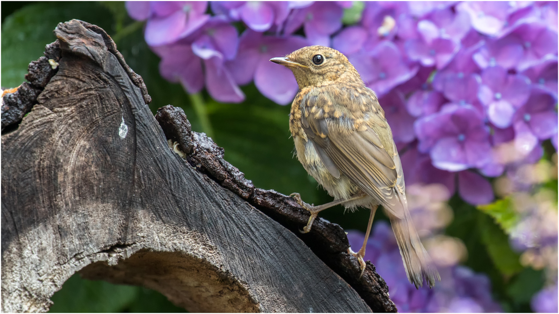 neugierig ..... Foto & Bild | tiere, wildlife, wild lebende vögel ...