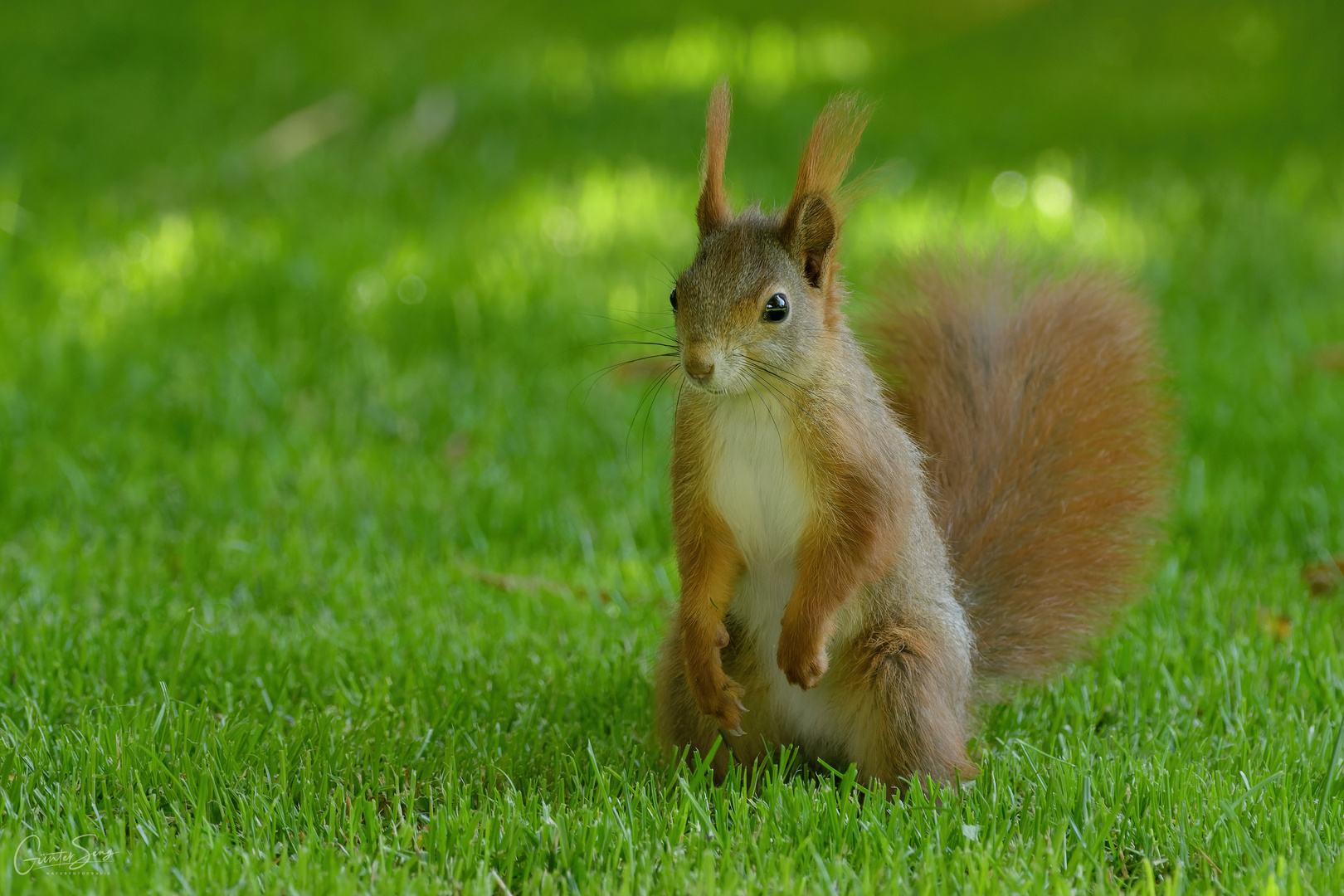 Neugierig und unerschrocken Foto & Bild | tiere, wildlife, nager Bilder ...