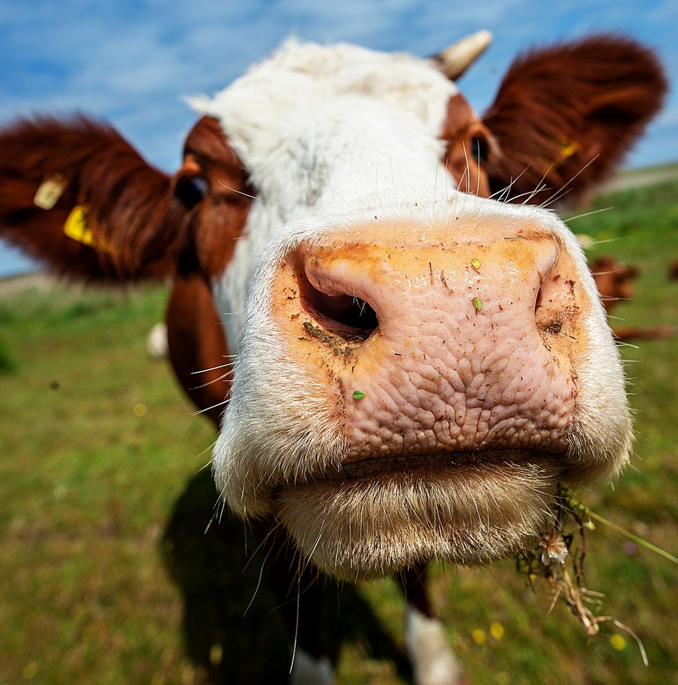 Neugierige Kuh Foto & Bild | tiere, haustiere, nutztiere Bilder auf ...