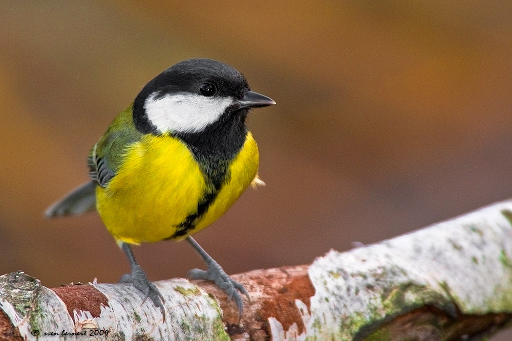 Neugierige Meise Foto & Bild | tiere, wildlife, wild lebende vögel ...