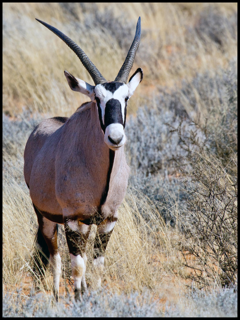 Neugierige Oryx Antilope Foto & Bild | africa, southern africa, south ...