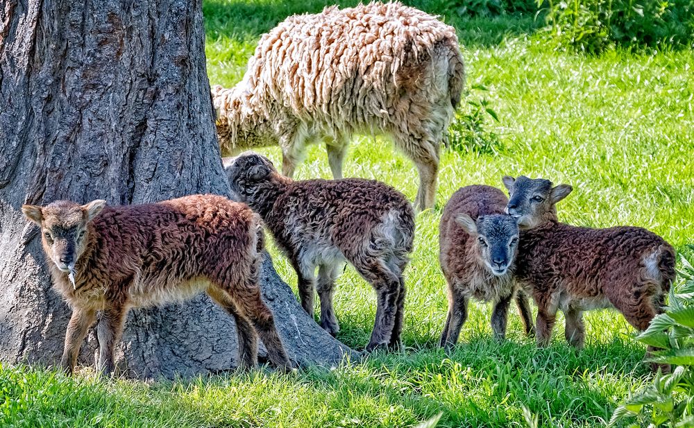 Neugierige Schäfchen Foto & Bild | outdoor, natur, bild Bilder auf ...