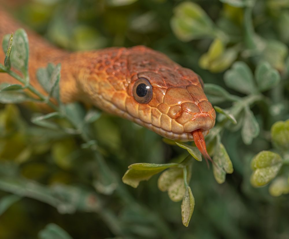 neugierige Schlange Foto & Bild | tiere, zoo, wildpark & falknerei ...