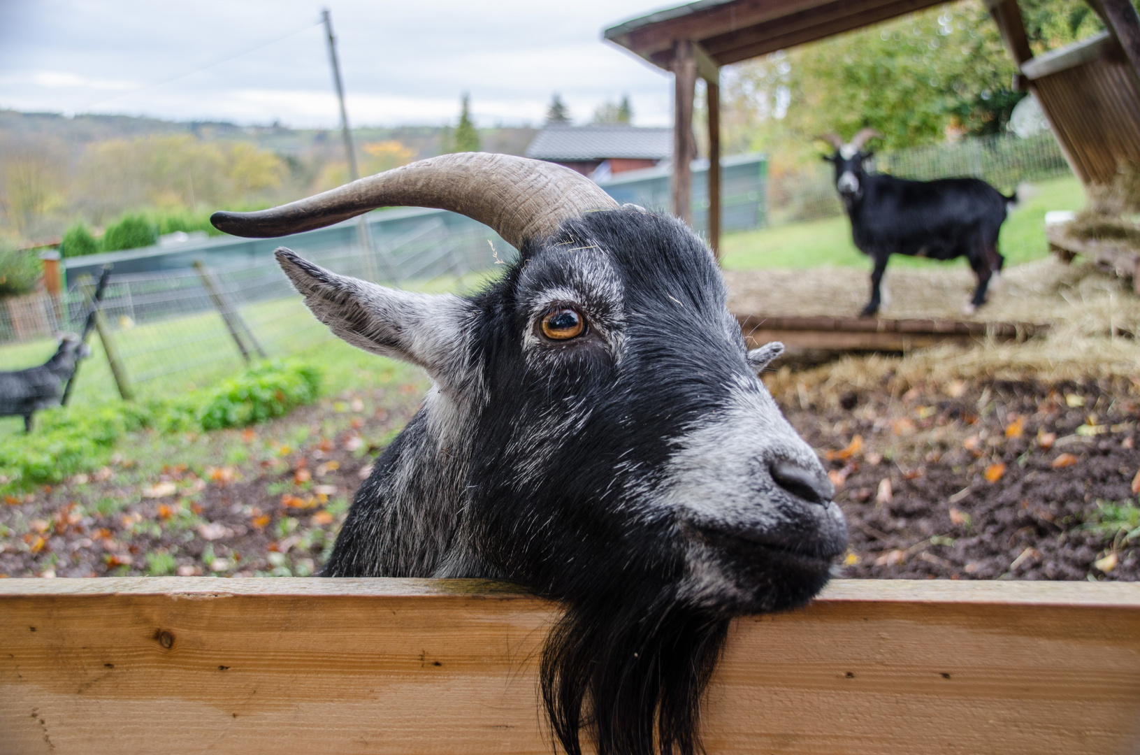 neugierige Ziege Foto & Bild | tiere, natur, ziege Bilder auf fotocommunity