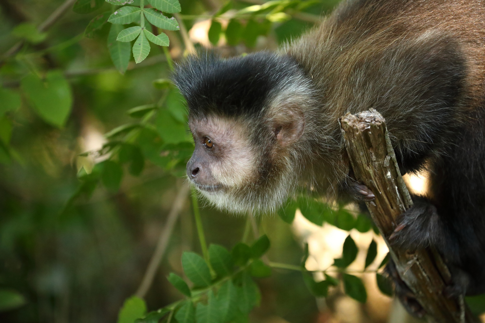 neugieriger Affe Foto & Bild | south america, tiere, wildlife Bilder ...