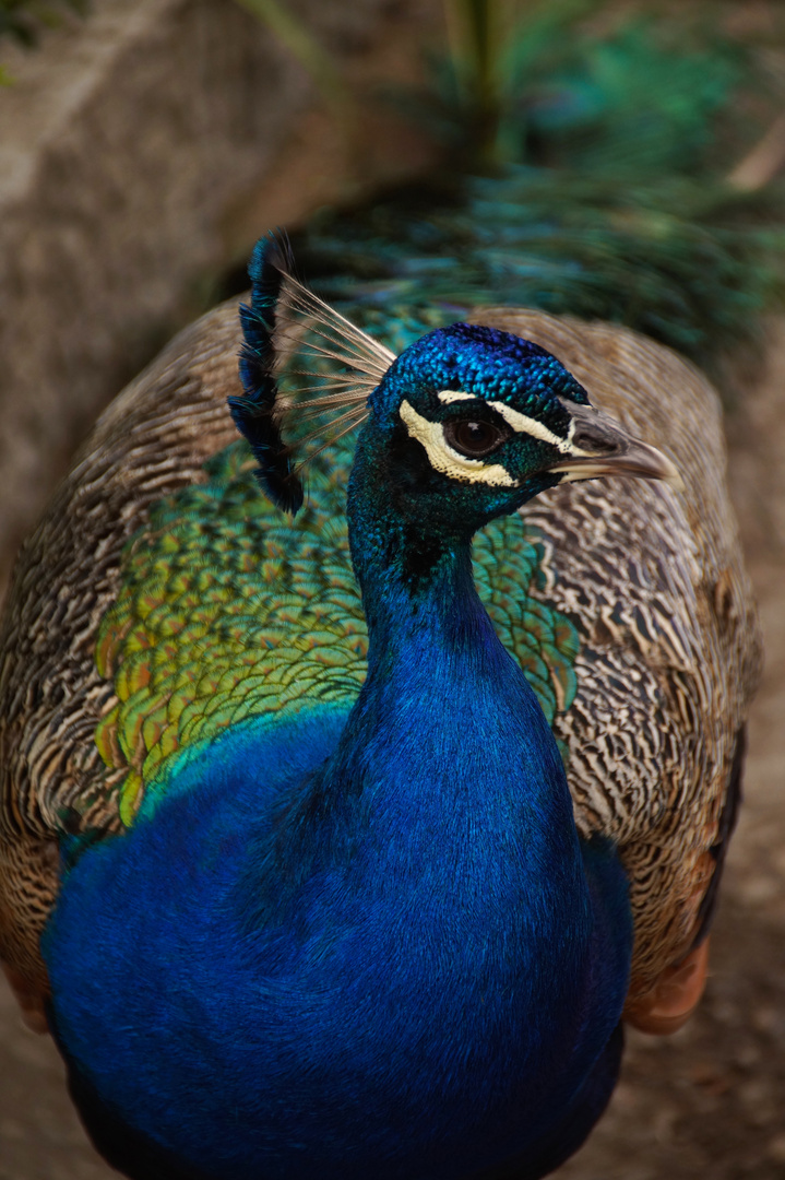 neugieriger Blick des Pfaus Foto & Bild | tiere, natur, pfau Bilder auf ...