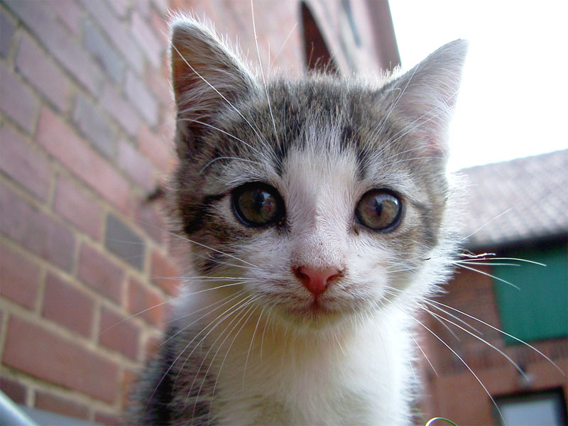 Neugieriger Bonsaipanther Foto & Bild | tiere, haustiere, katzen Bilder ...