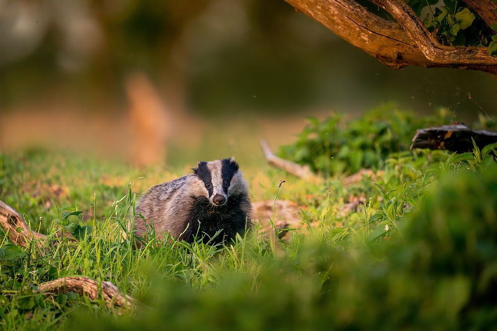 Neugieriger Dachs Foto & Bild | tiere, wildlife, säugetiere Bilder auf ...