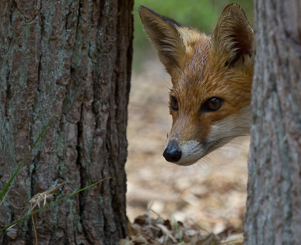 neugieriger Gucker Foto & Bild | tiere, säuger, natur Bilder auf ...