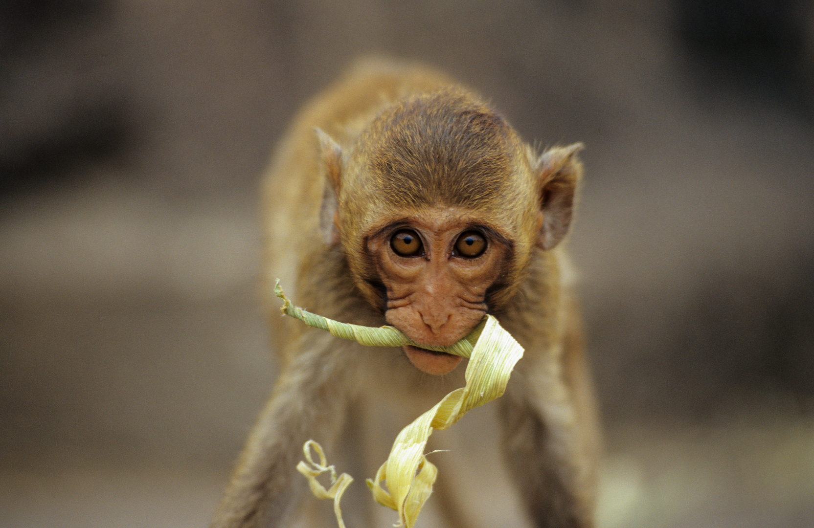 Neugieriger Rhesusaffe Thailand Foto & Bild | nature, natur, affen ...
