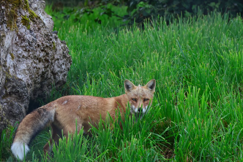 neugieriger Rotfuchs_EOS R7 Foto & Bild | tiere, wildlife, natur Bilder ...