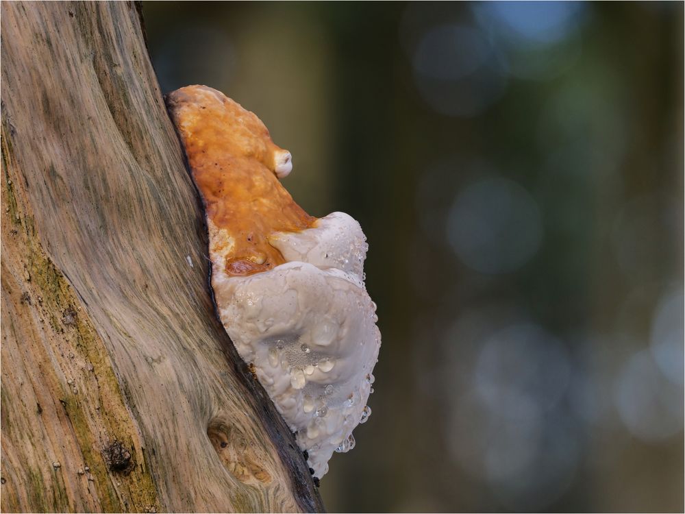 Neujahrsporling Foto & Bild | pflanzen, pilze & flechten, landschaft, pilze & flechten Bilder ...