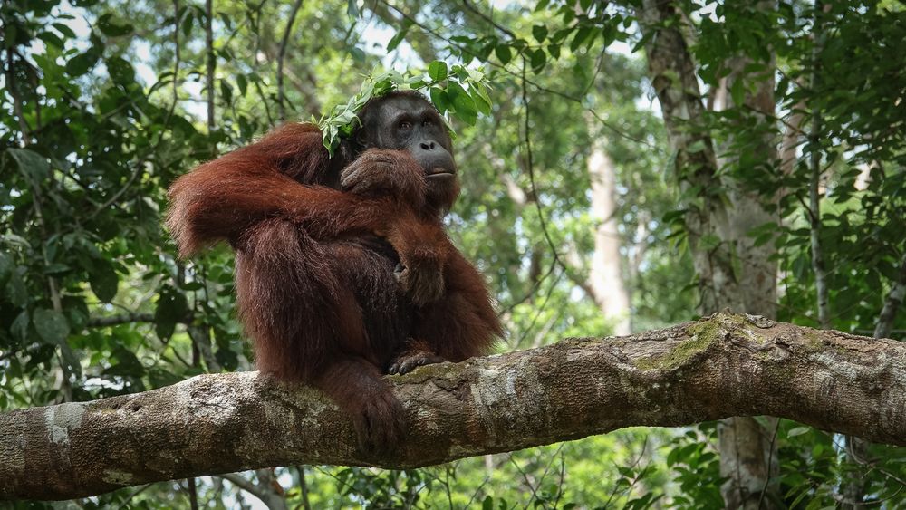 ...neulich im Urwald Foto & Bild | asia, malaysia, tiere Bilder auf ...