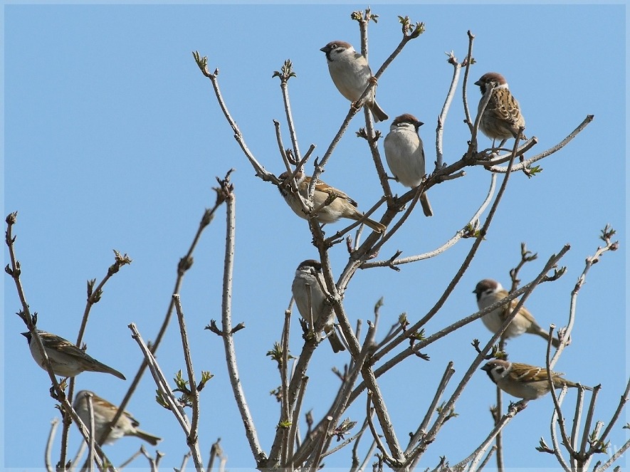 neun kleine sperlinge... Foto & Bild | tiere, wildlife, wild lebende ...