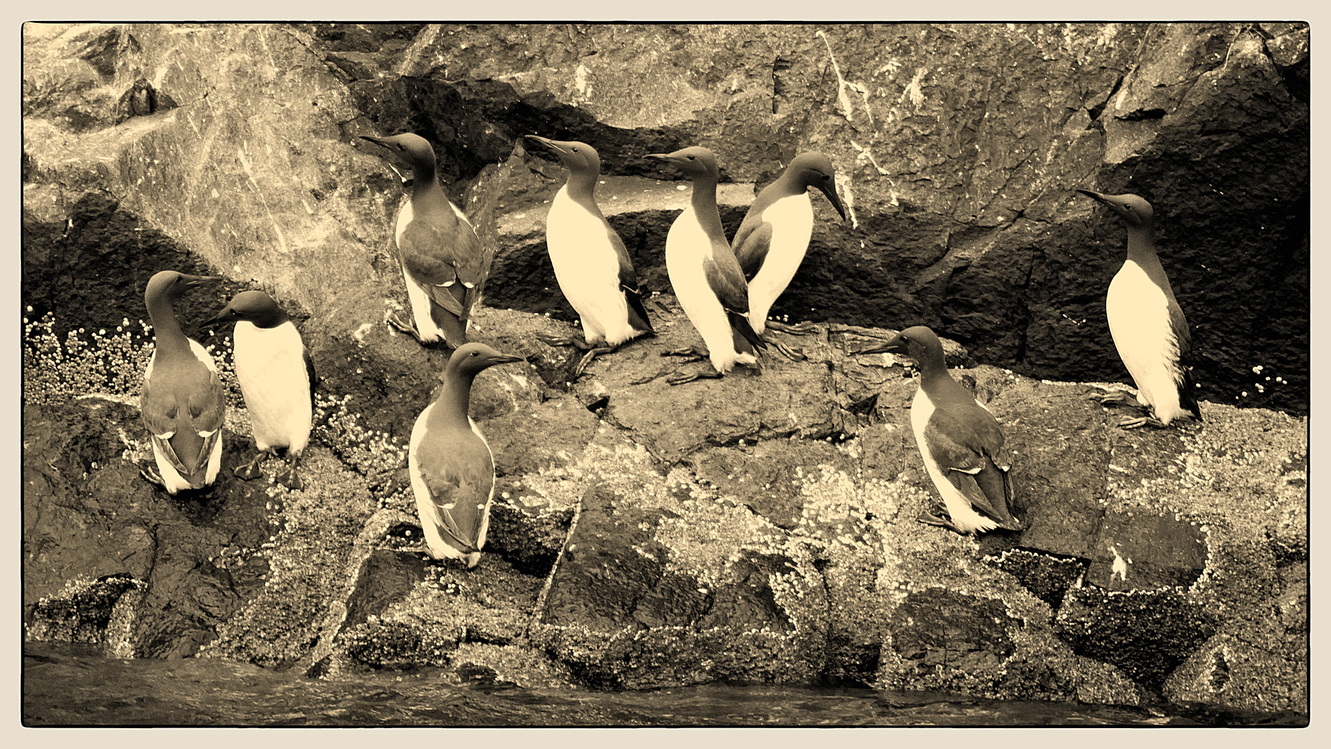 neun Lummen Foto & Bild | world, natur, tiere Bilder auf fotocommunity