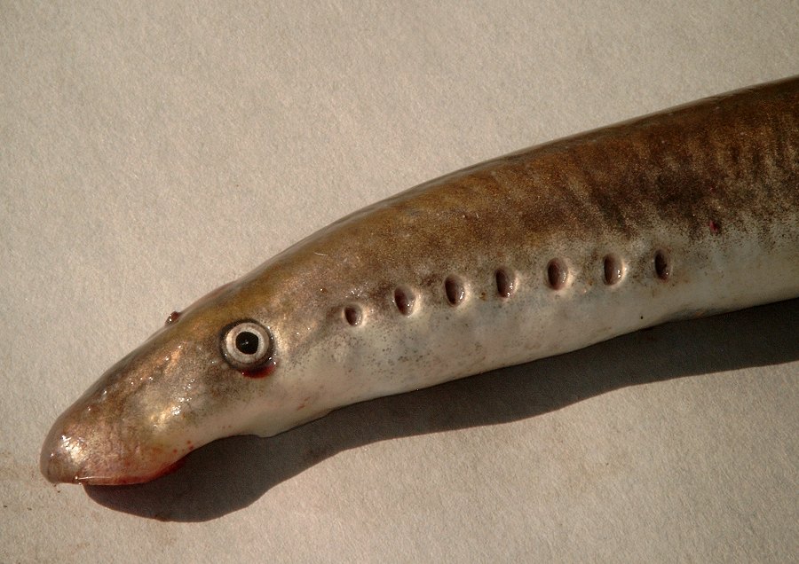 Neunaugen Foto & Bild | tiere, wildlife, fische Bilder auf fotocommunity