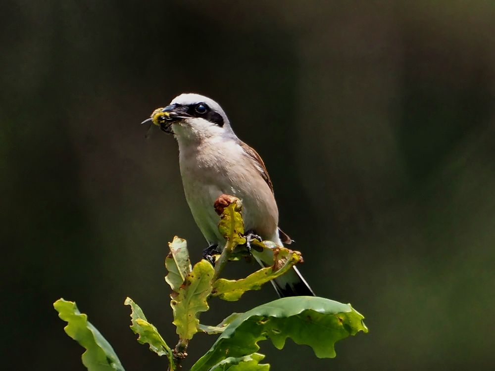 Neuntöter mit Beute Foto & Bild | Bilder auf fotocommunity