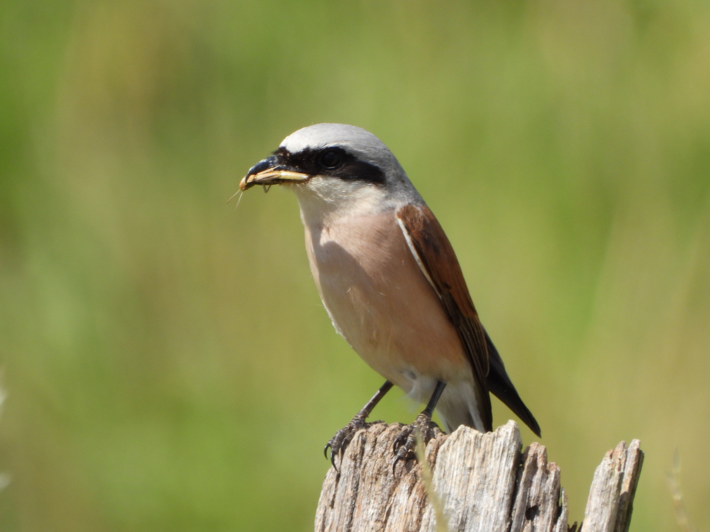 Neuntöter mit Beute Foto & Bild | tiere, wildlife, wild lebende vögel ...