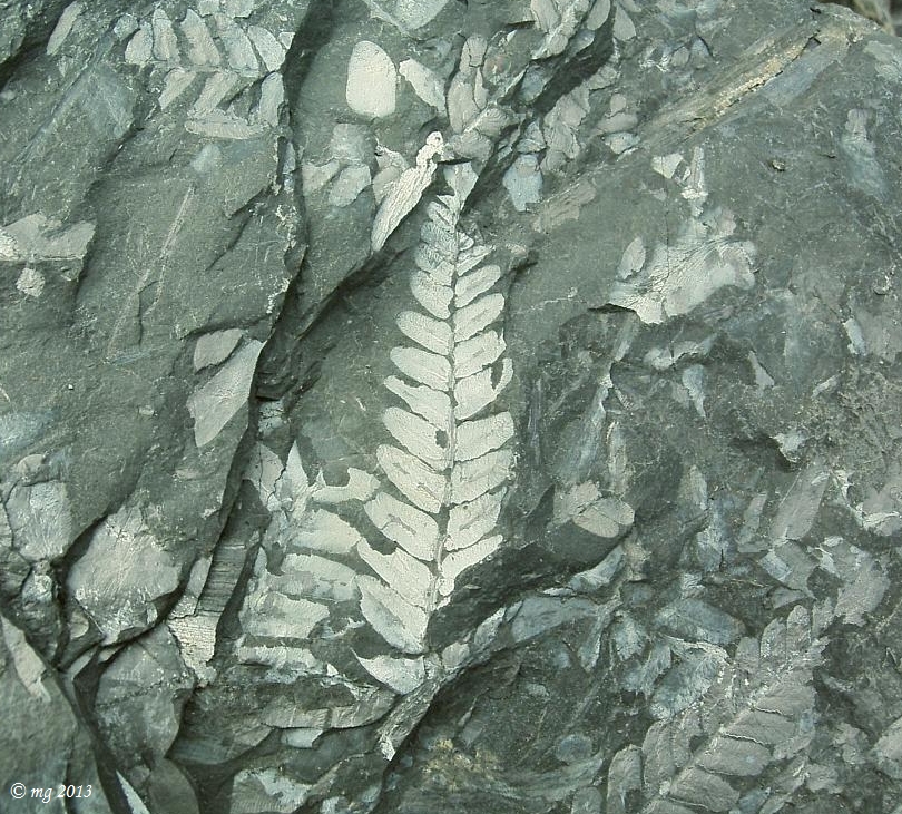 Neuropteris sp. Foto & Bild | natur, sonstiges, fossilien Bilder auf ...