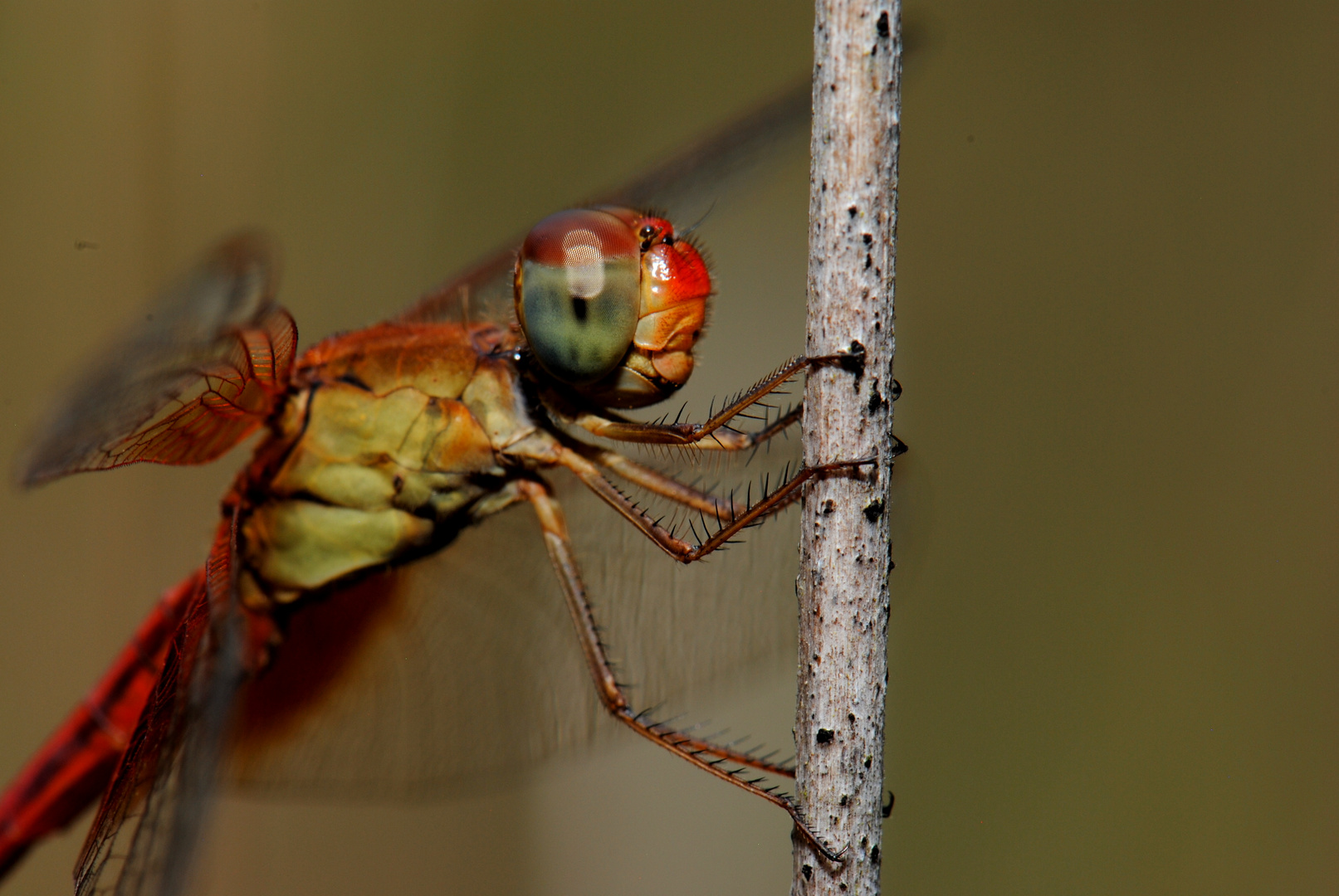 Neurothemis intermedia, m Foto & Bild | Bilder auf fotocommunity