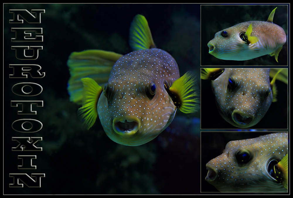 NEUROTOXIN Foto & Bild | tiere, zoo, wildpark & falknerei, zoo: fische ...