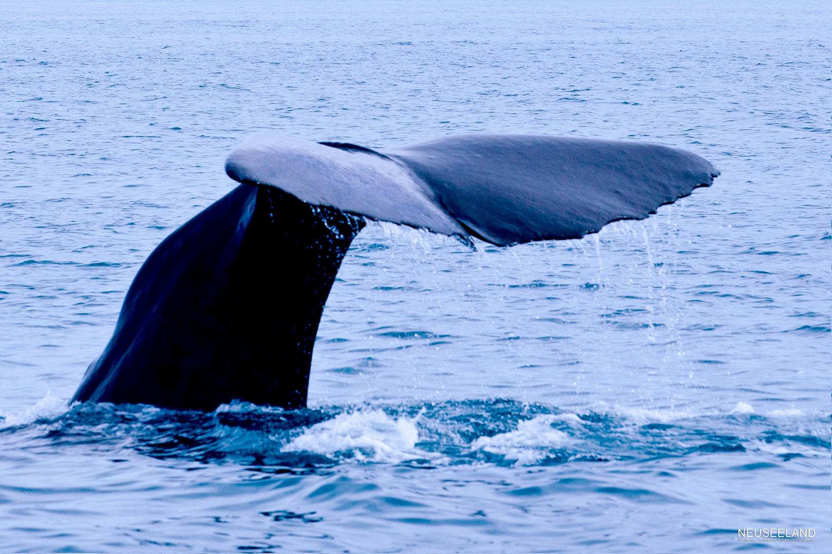 Neuseeland - Walflosse Foto & Bild | australia & oceania, new zealand ...