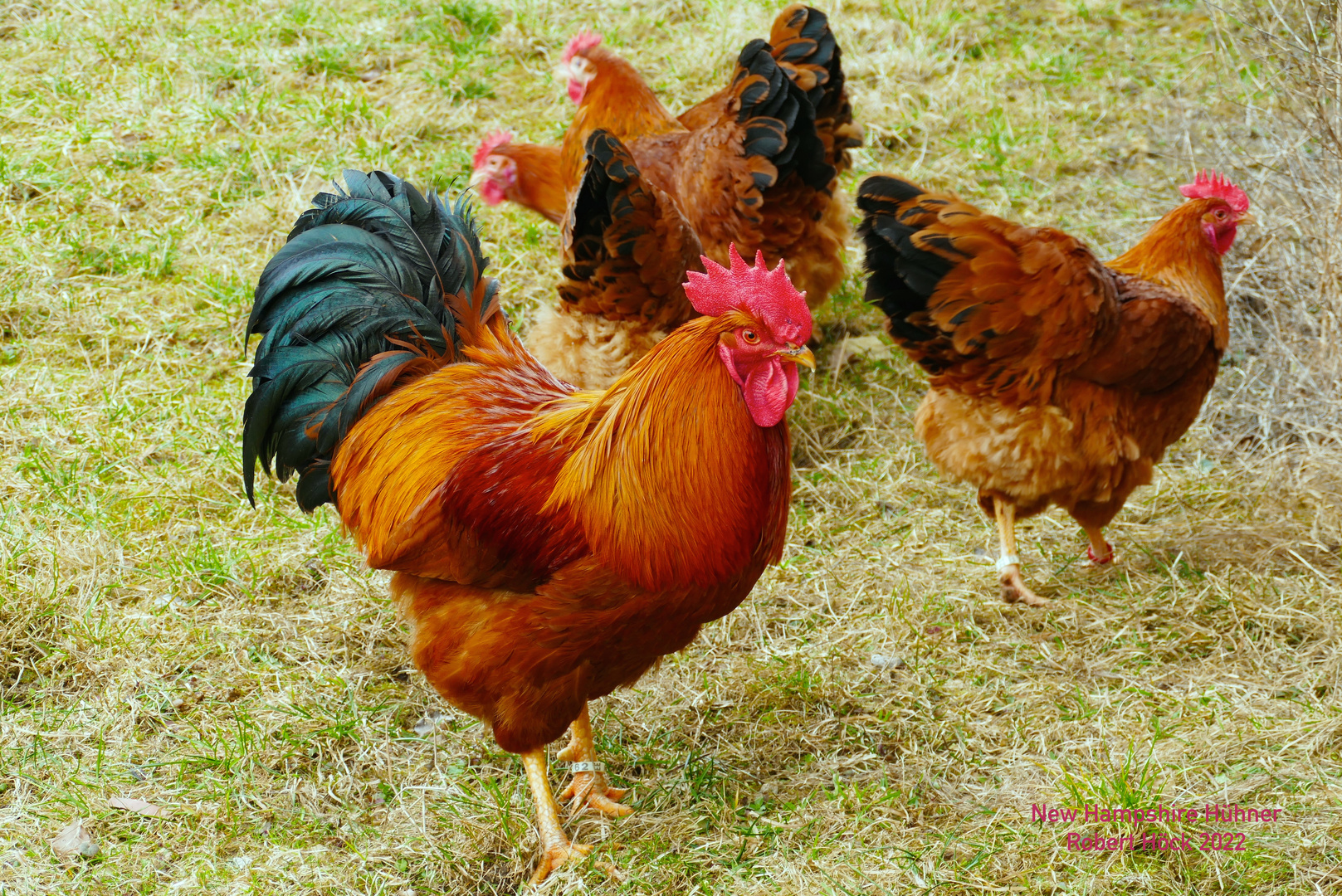 New Hampshire Hahn und Henne Goldbraun - Robert Höck 2022 - New ...