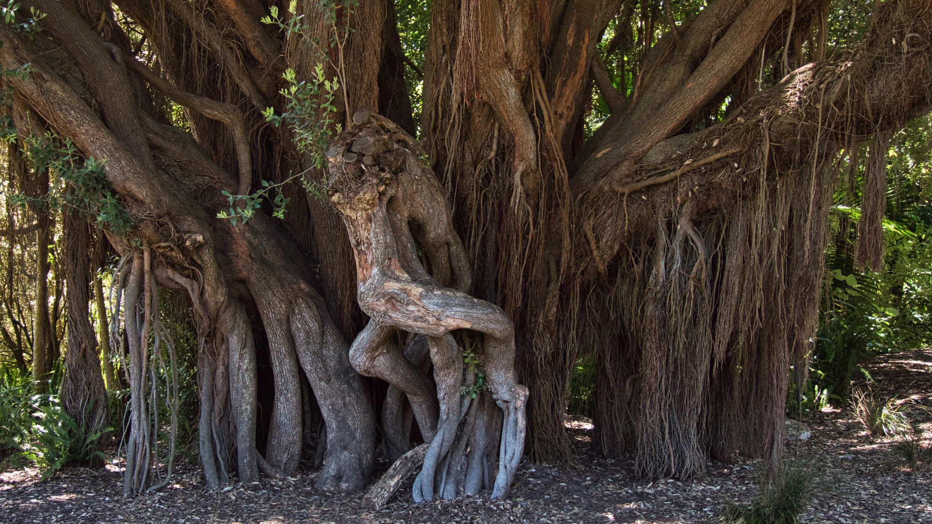 New Zealand Christmas Tree (Metrosideros excelsa) Golden Gate Park San ...