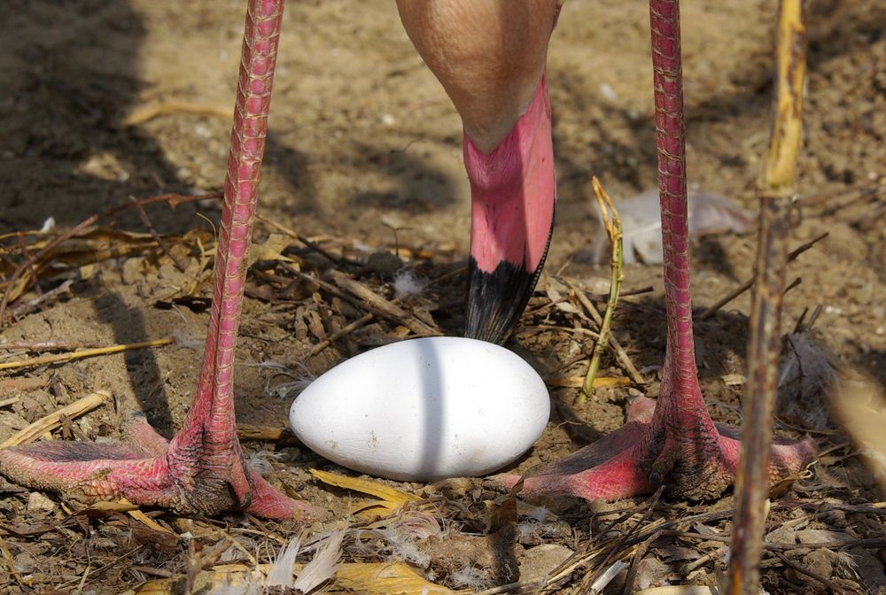 NEWCOMER Foto & Bild | tiere, zoo, wildpark & falknerei, vögel Bilder ...