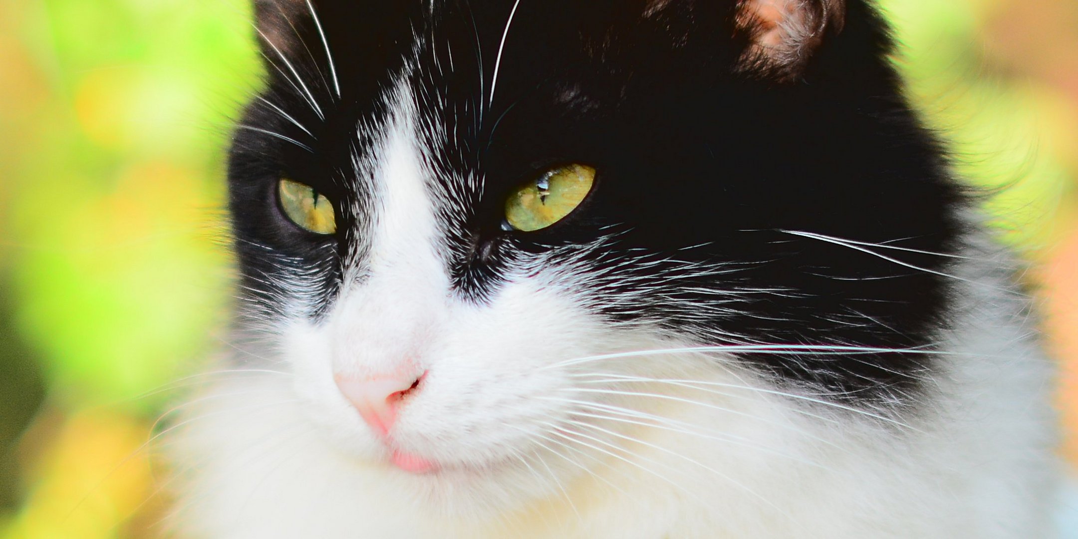 Nice and sharp cat portrait Foto & Bild | tiere, haustiere, katzen ...