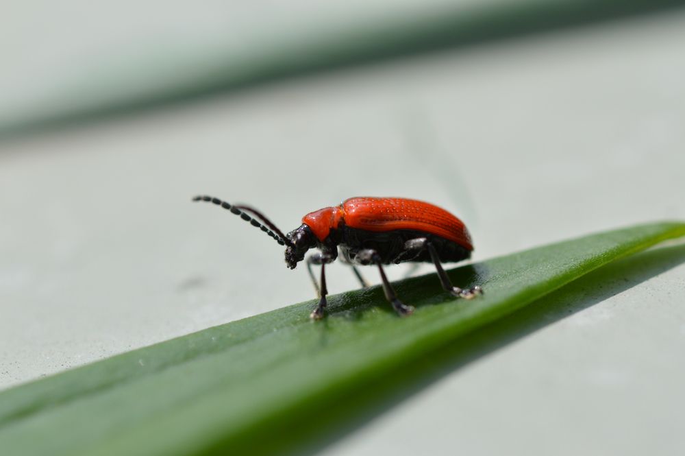 Nicht gleich rot werden !!! Foto & Bild | tiere, wildlife, insekten ...