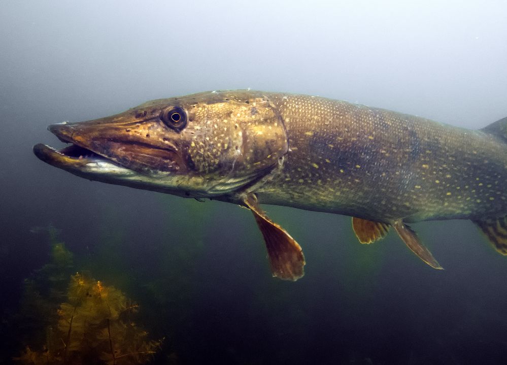 Nicht schlecht, Herr Hecht!! Foto & Bild | unterwasser, uw-süsswasser, natur-kreativ Bilder auf ...