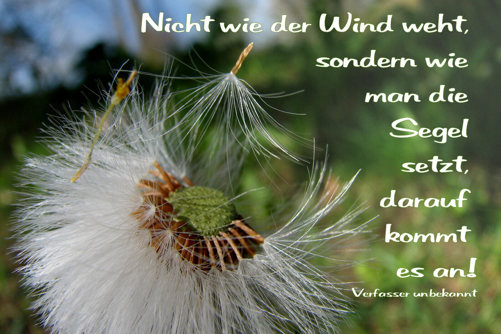 Nicht wie der Wind weht Foto & Bild | redensarten in bildern, specials ...