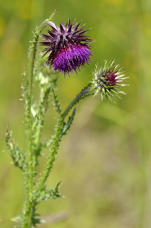 Nickende Distel Foto & Bild | pflanzen, pilze & flechten, blüten ...