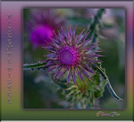 Disteln & Karden Bilder & Fotos