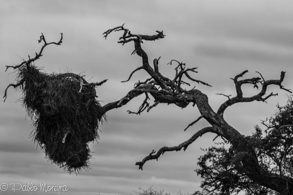 Nido Imagen & Foto | paisajes, campo, naturaleza Fotos de fotocommunity