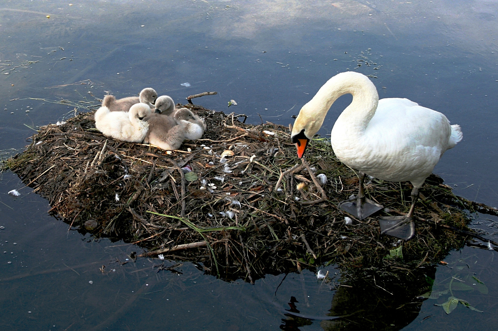 Nido di Cigni Foto % Immagini| animali, cigni, natura Foto su fotocommunity