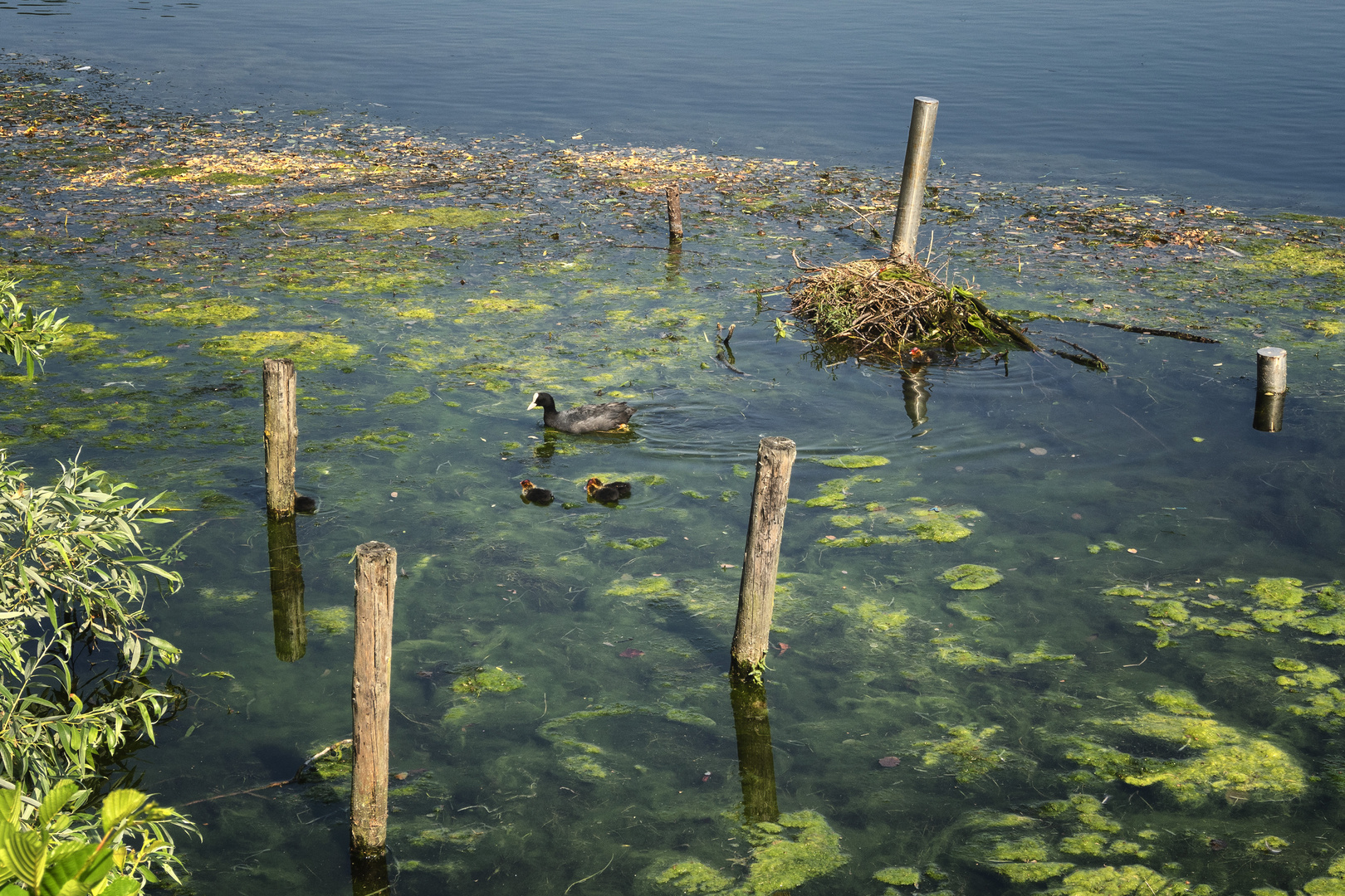 Nido sul fiume Foto % Immagini| paesaggi, laghi e fiumi, 2018 Foto su ...