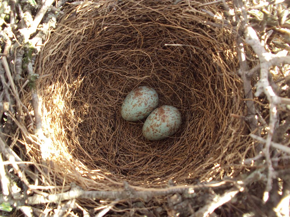 nido+huevos Imagen & Foto | naturaleza diversa , naturaleza Fotos de ...