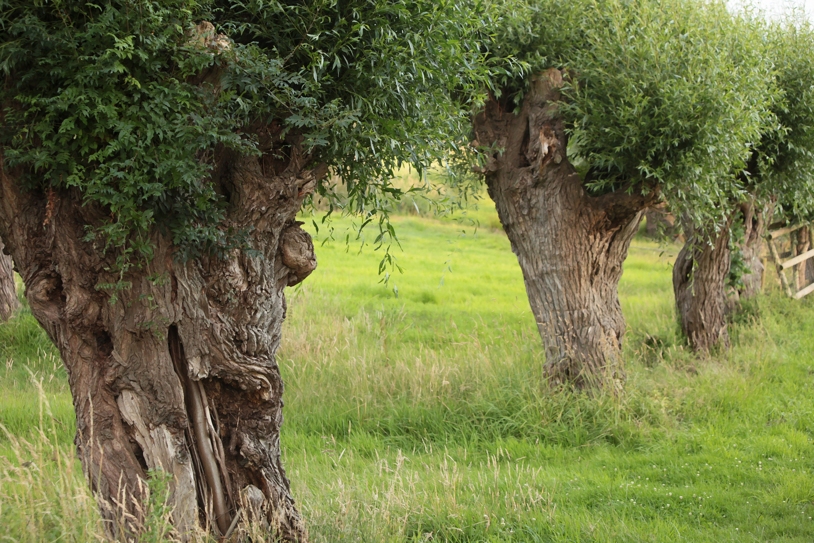 Niederrheinische Kopfweiden Foto & Bild | landschaft, Äcker, felder ...