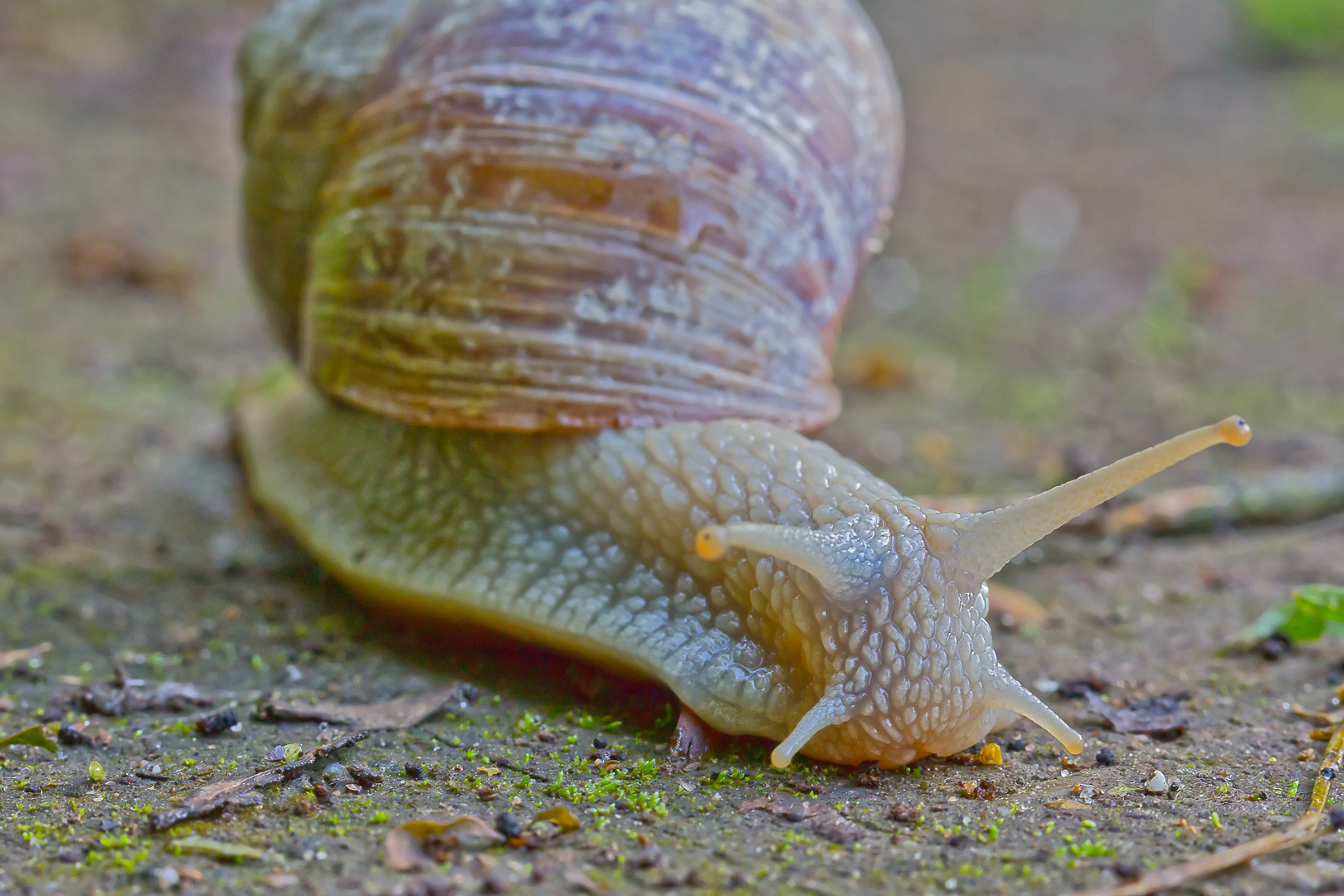 niederrheinische Rennschnecke Foto & Bild | tiere, wildlife, schnecken ...