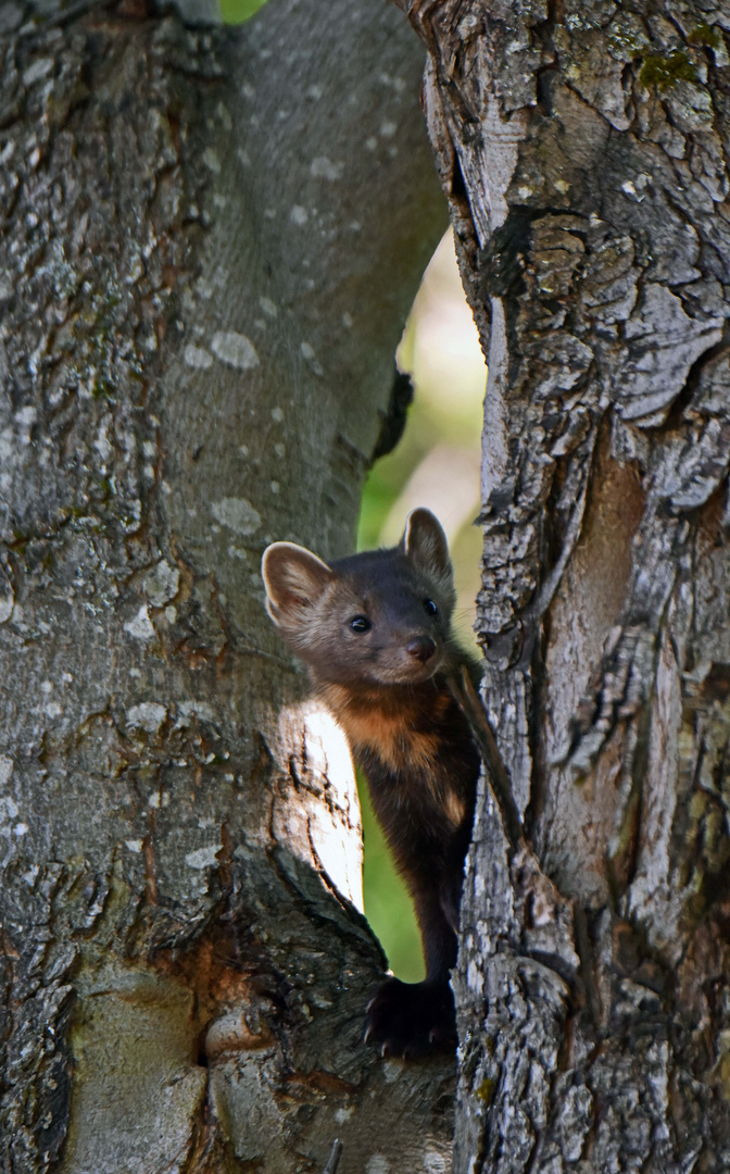 "Niedlich" Foto & Bild | world, natur, tiere Bilder auf fotocommunity