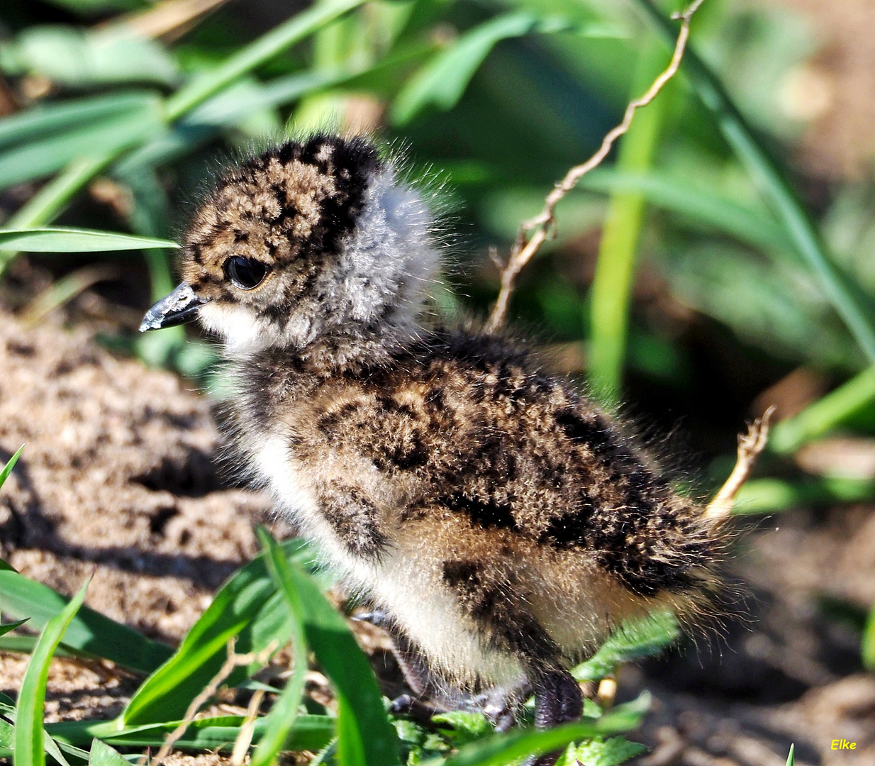 niedlich.. Foto & Bild | tiere, wildlife, wild lebende vögel Bilder auf ...