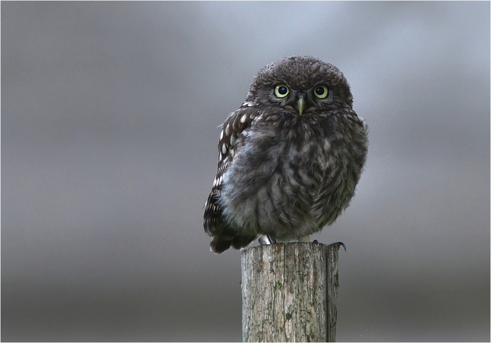Niedlich Foto & Bild | tiere, wildlife, wild lebende vögel Bilder auf ...