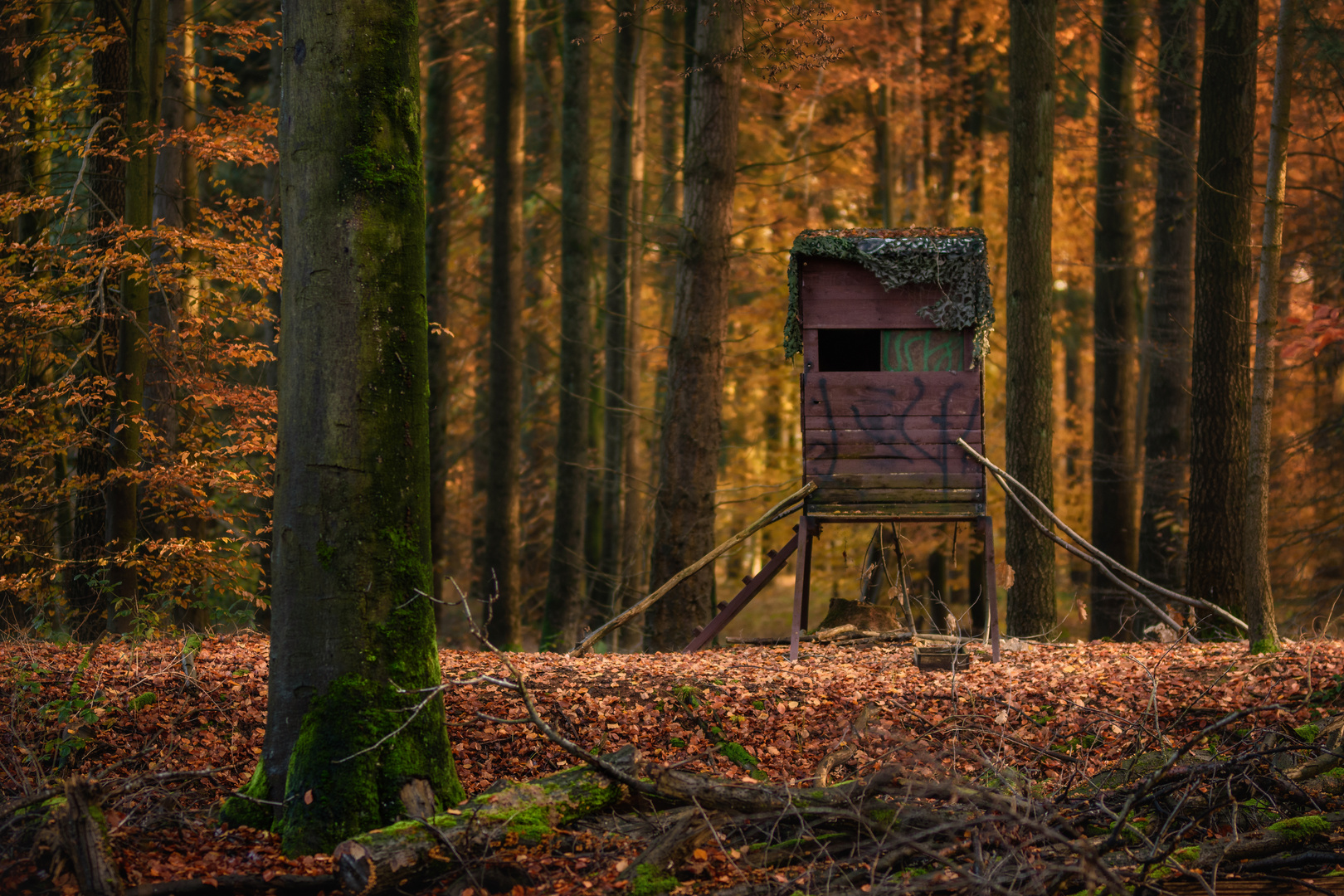 Niedriger Hochsitz Foto & Bild | wald, bäume, natur Bilder auf ...