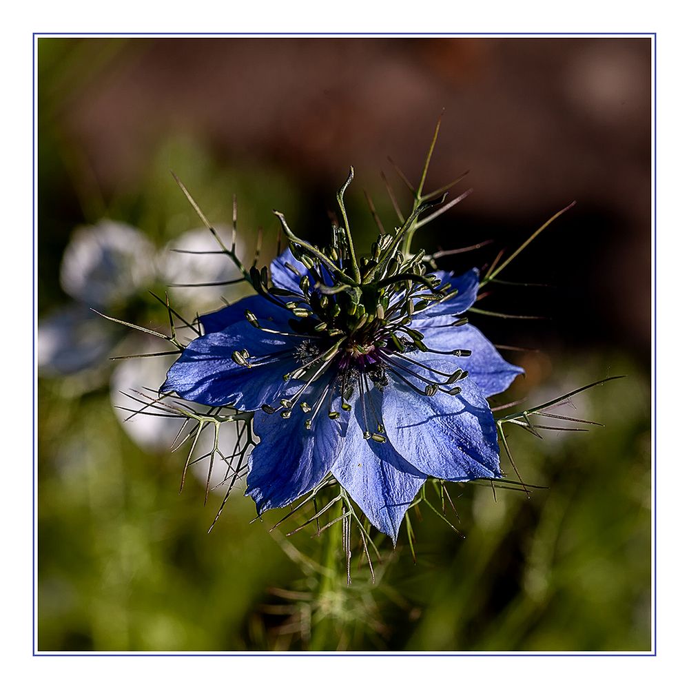 Nigella damascena... Foto & Bild | spezial, blau, makro Bilder auf ...
