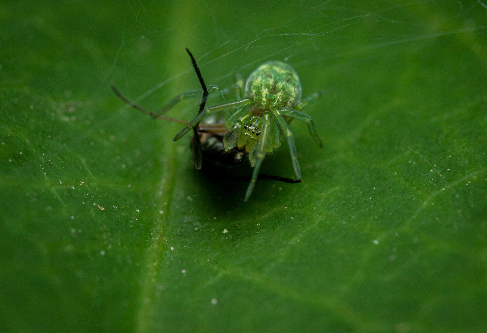 Nigma walckenaeri - Grüne Kräuselspinne Foto & Bild | tiere, wildlife ...