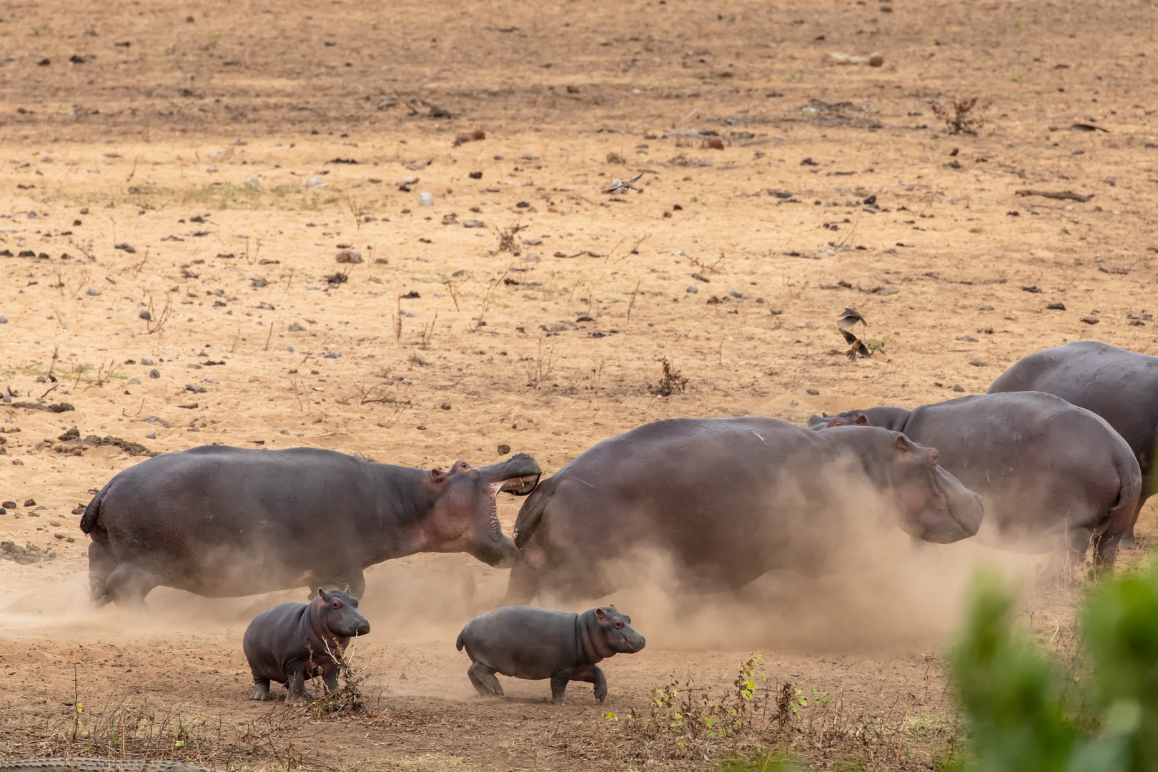 Nilpferd 31 Foto & Bild | tiere, wildlife, säugetiere Bilder auf ...